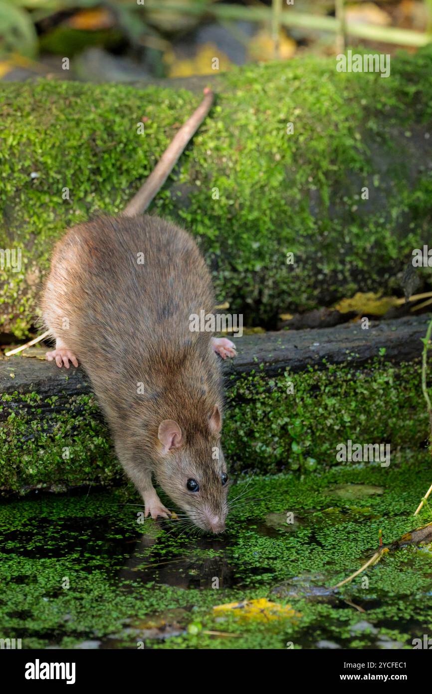 Rat brown Rattus norvegicus, drinking water from pond grey brown fur ...