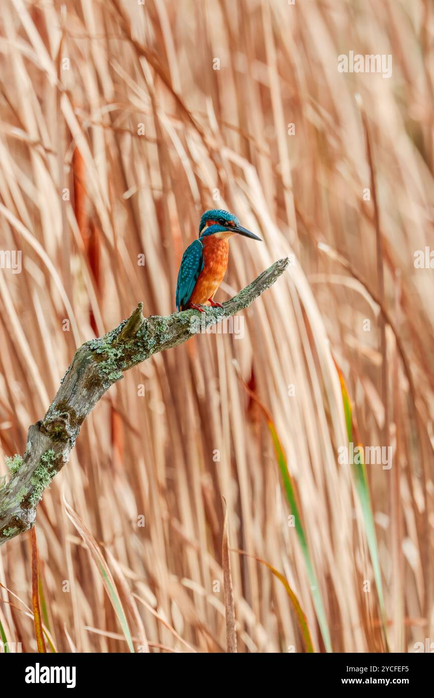 White cheeks sides of head hi-res stock photography and images - Alamy