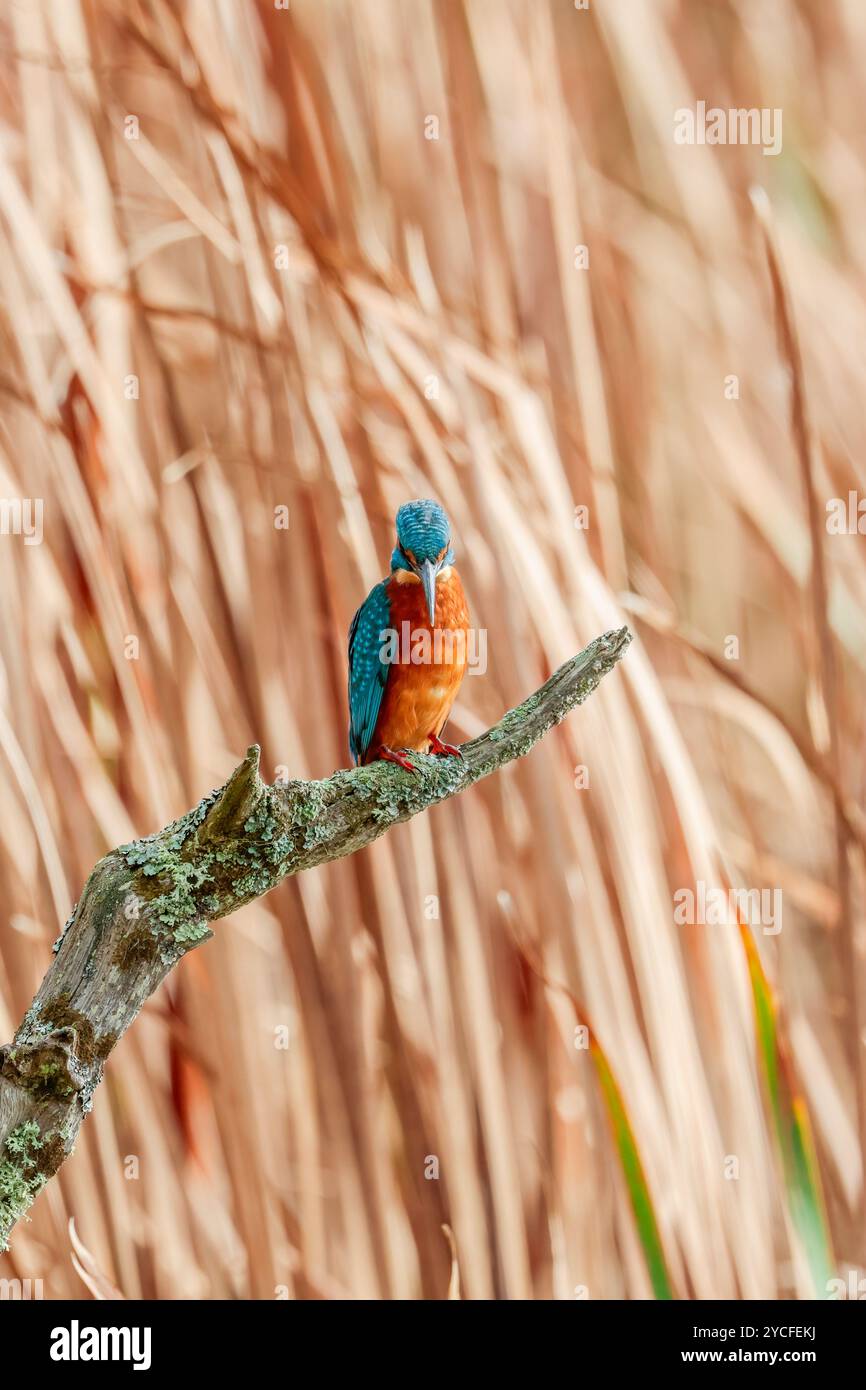 White cheeks sides of head hi-res stock photography and images - Alamy