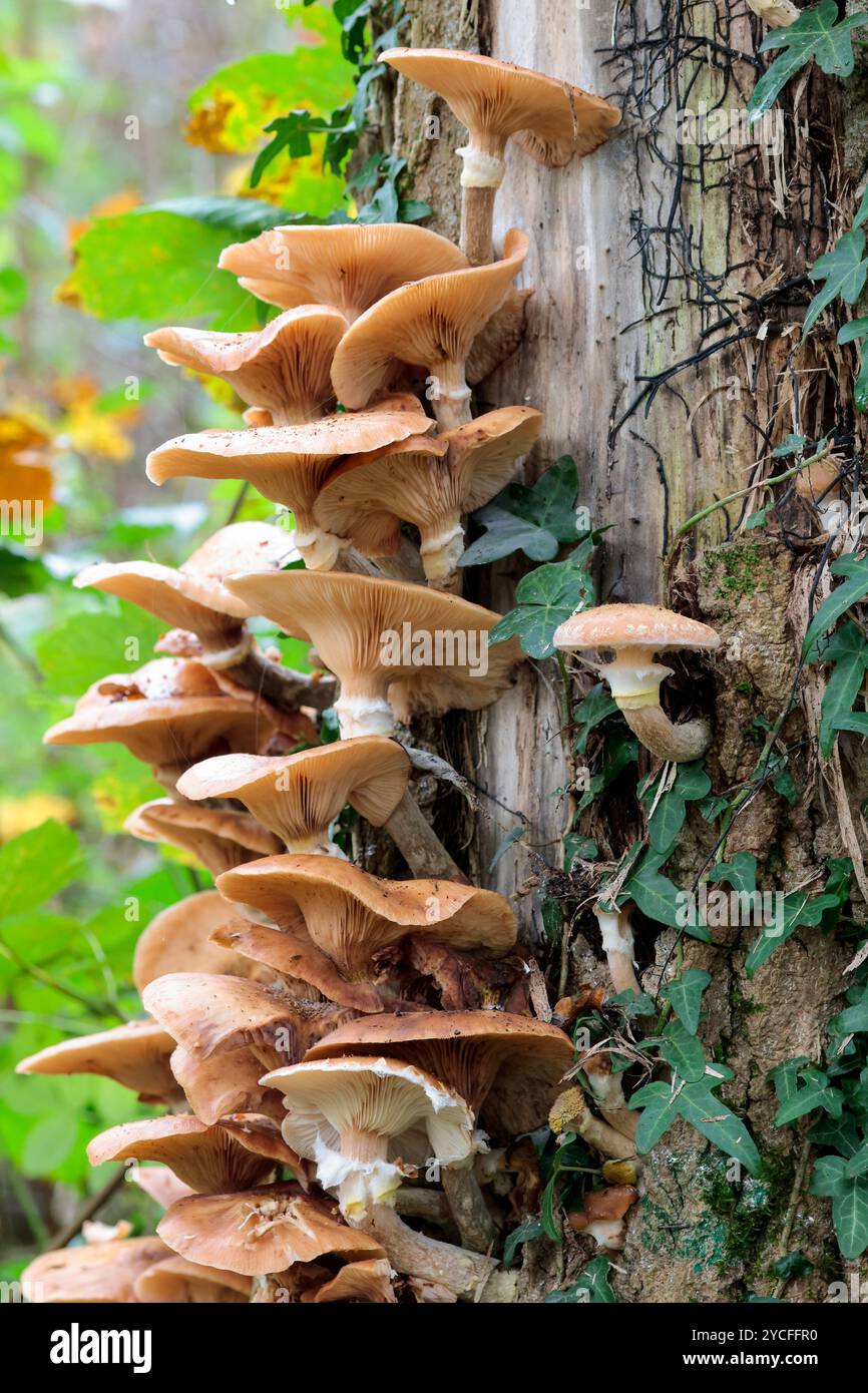 Sulphur tuft clumps of orange yellow fungi Hypholoma fasciculare ...