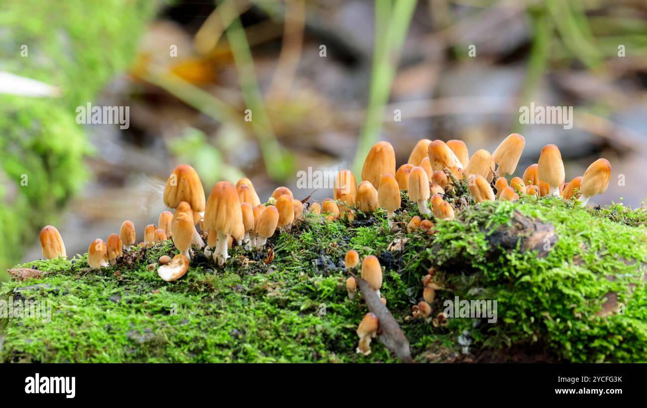 Sulphur tuft clumps of orange yellow fungi Hypholoma fasciculare ...