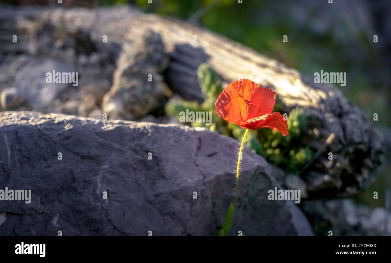 Poppy papaver somniferum single flower hi-res stock photography and ...