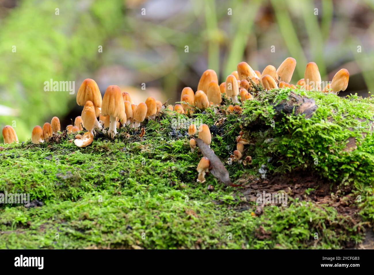 Sulphur tuft clumps of orange yellow fungi Hypholoma fasciculare ...