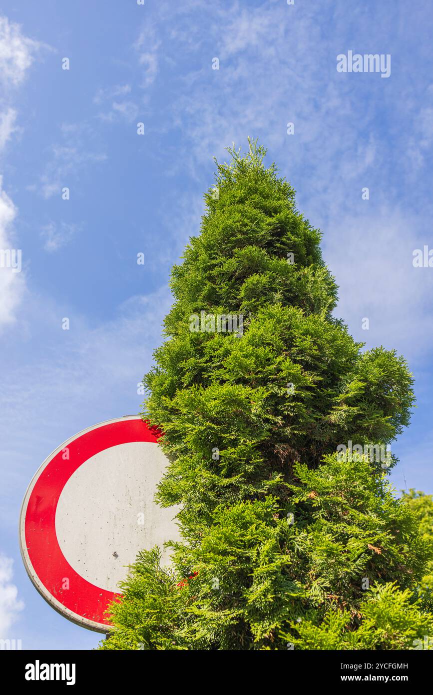 Blue traffic sign trees hi-res stock photography and images - Alamy
