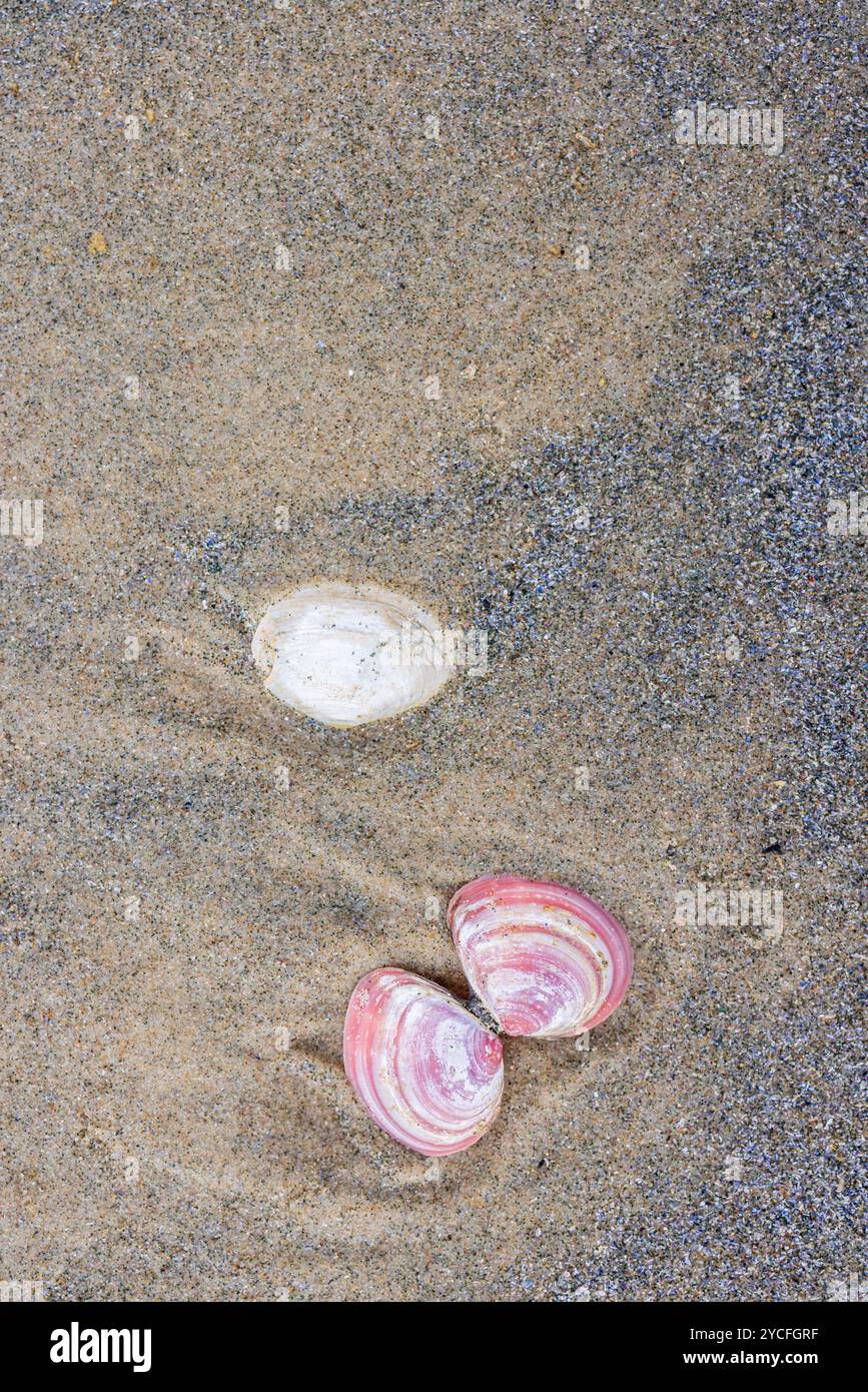 Beach still life, shell, flotsam and jetsam, wallpaper Stock Photo - Alamy