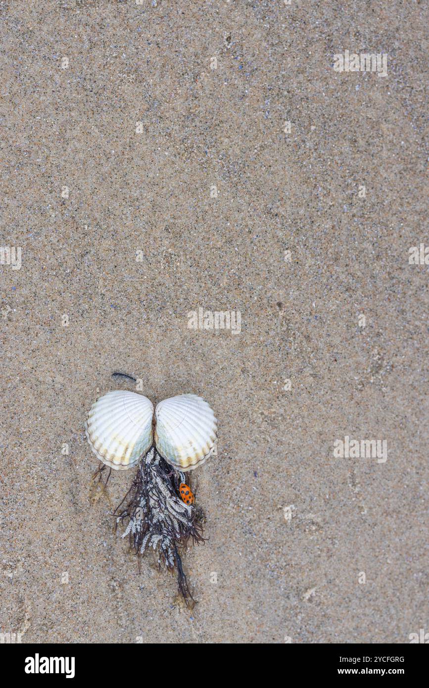 Beach still life, shell, flotsam and jetsam, wallpaper Stock Photo - Alamy