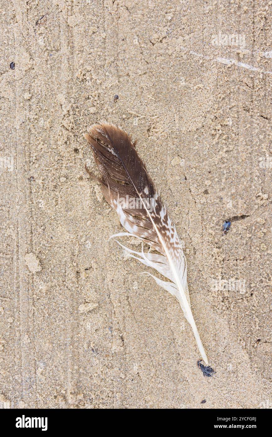 beach still life, feather, flotsam and jetsam, wallpaper Stock Photo ...