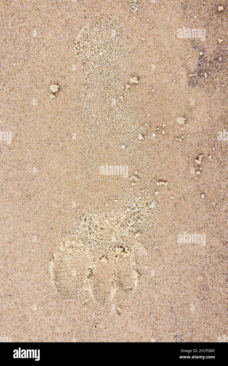 beach still life, sand, print, wallpaper Stock Photo - Alamy