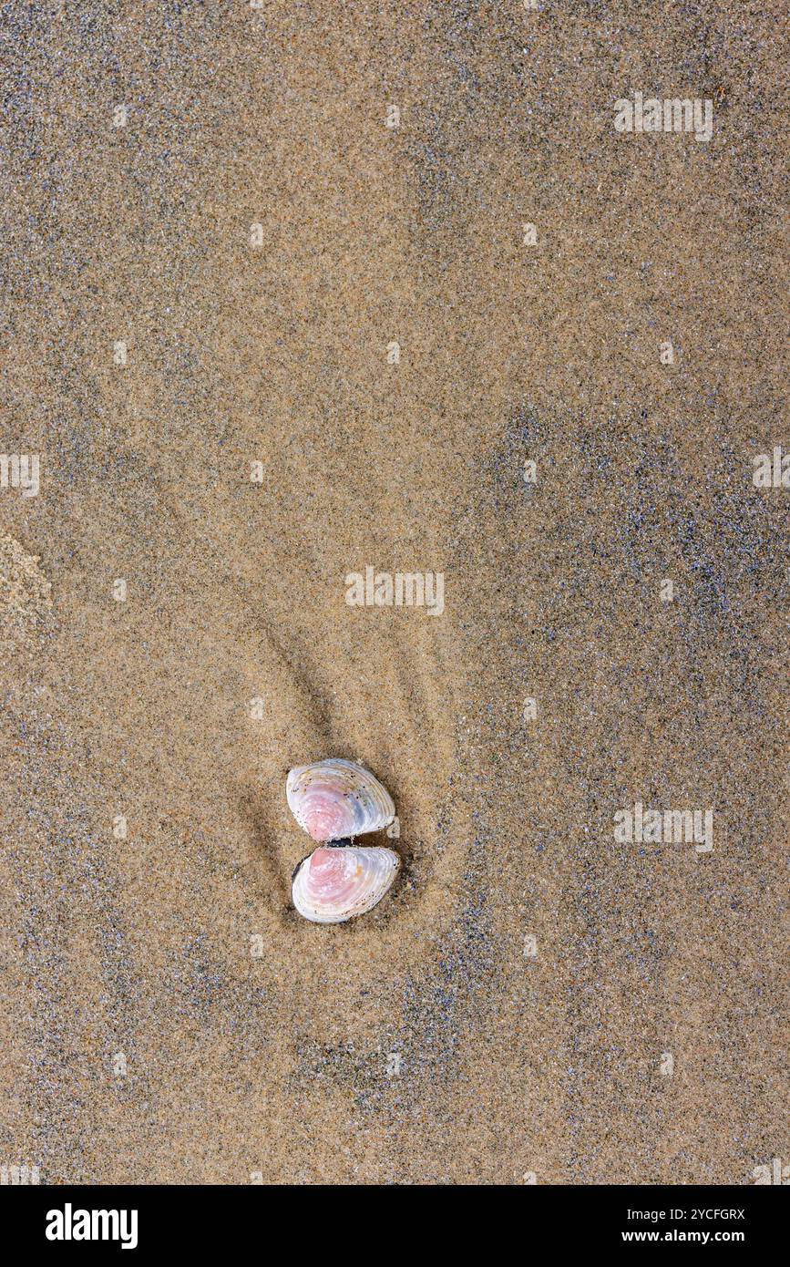 Beach still life, shell, flotsam and jetsam, wallpaper Stock Photo - Alamy