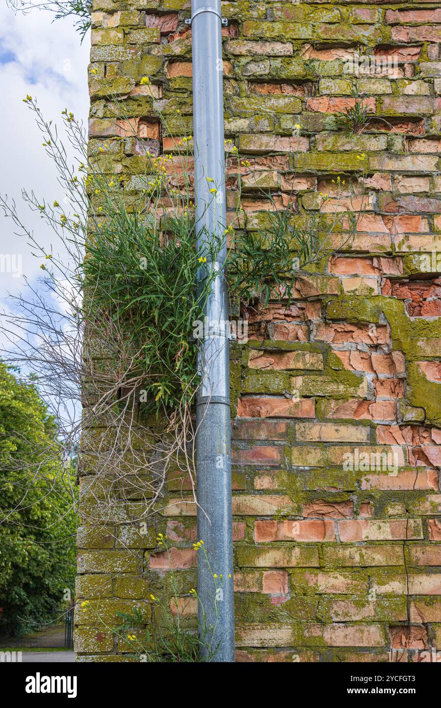 Old masonry overgrown plants hi-res stock photography and images - Alamy