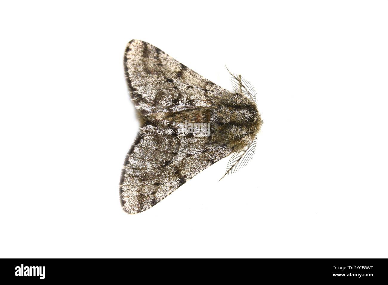 Insect moth male Cut Out Stock Images & Pictures - Alamy