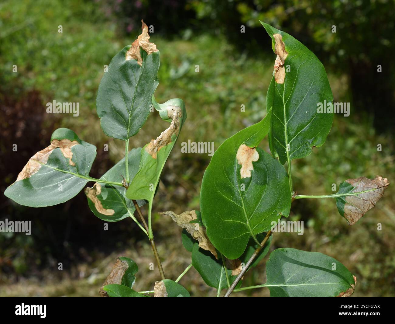 Lilac leaf damaged by the larvae of Gracillaria syringella moth Stock ...