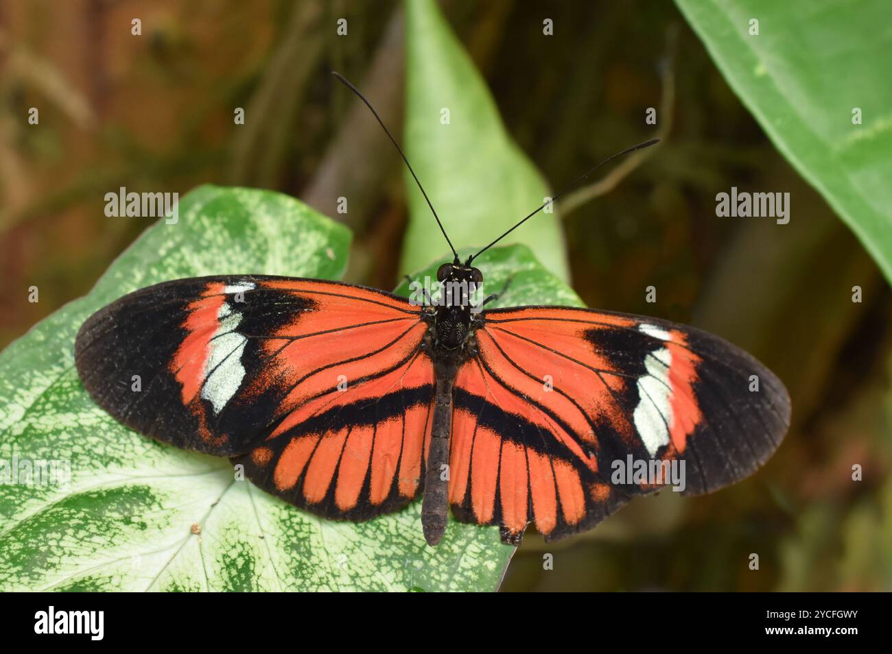 Postman butterfly heliconius melpomene hi-res stock photography and ...