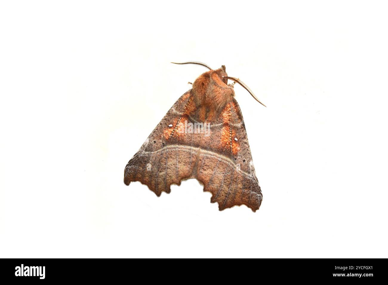 The colorful noctuidae herald moth Scoliopteryx libatrix on white Stock ...