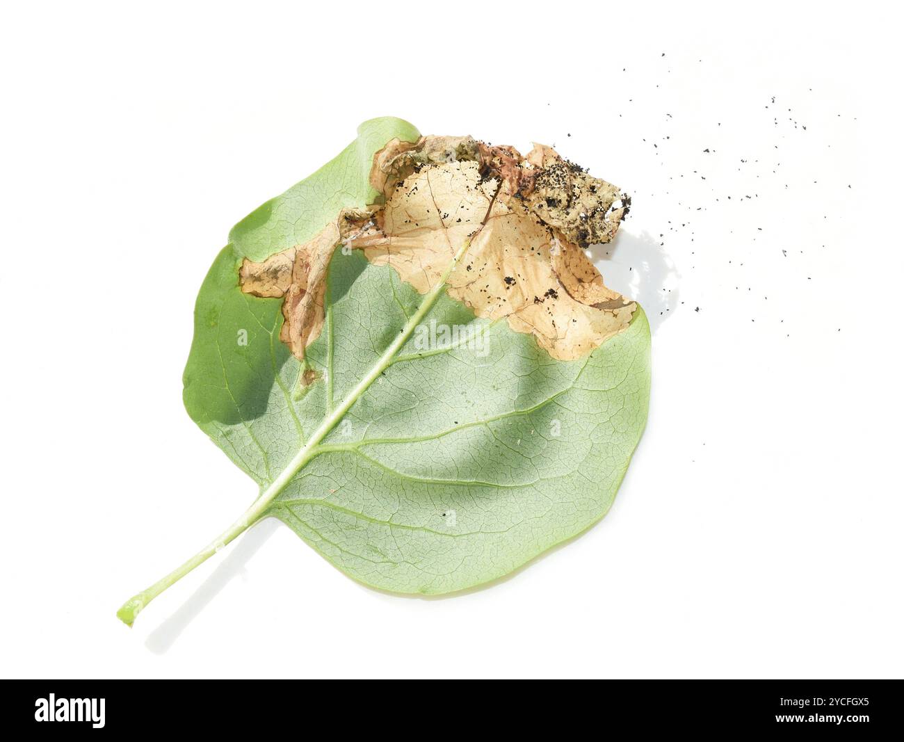 Lilac leaf damaged by the larvae of Gracillaria syringella moth Stock ...