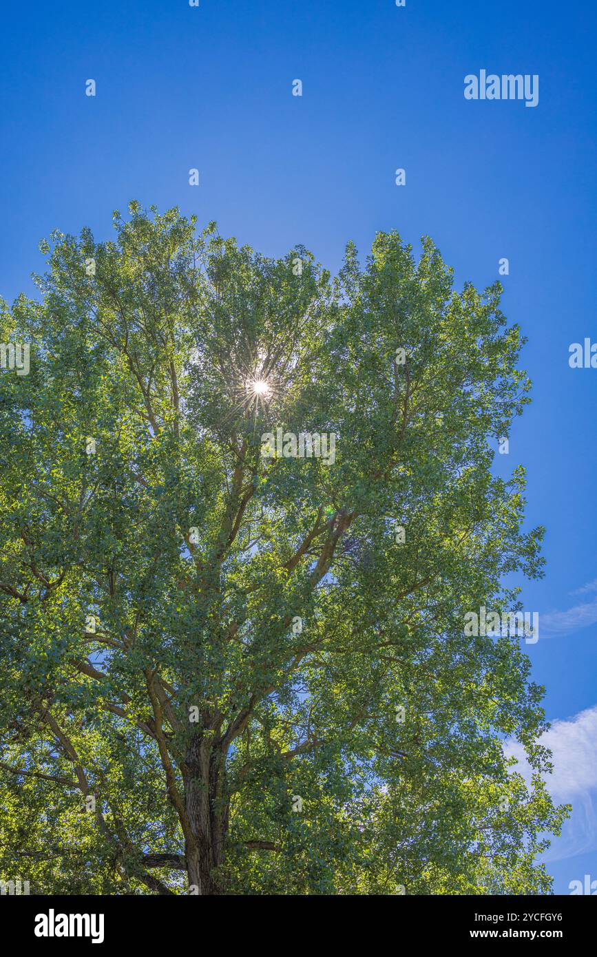 Blue sky green trees over hi-res stock photography and images - Alamy