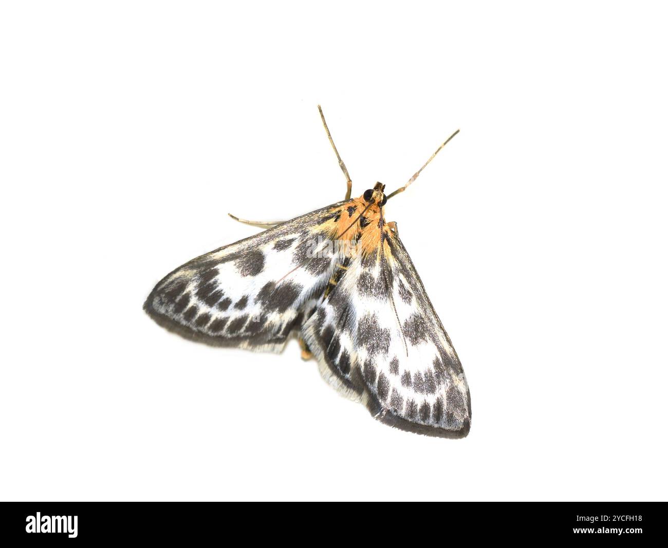Small magpie moth Anania hortulata on white background Stock Photo - Alamy