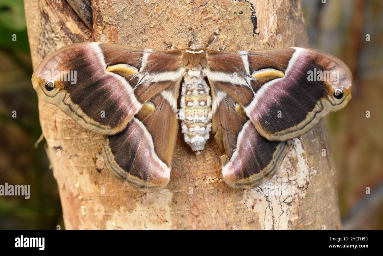 Silk moth hi-res stock photography and images - Alamy