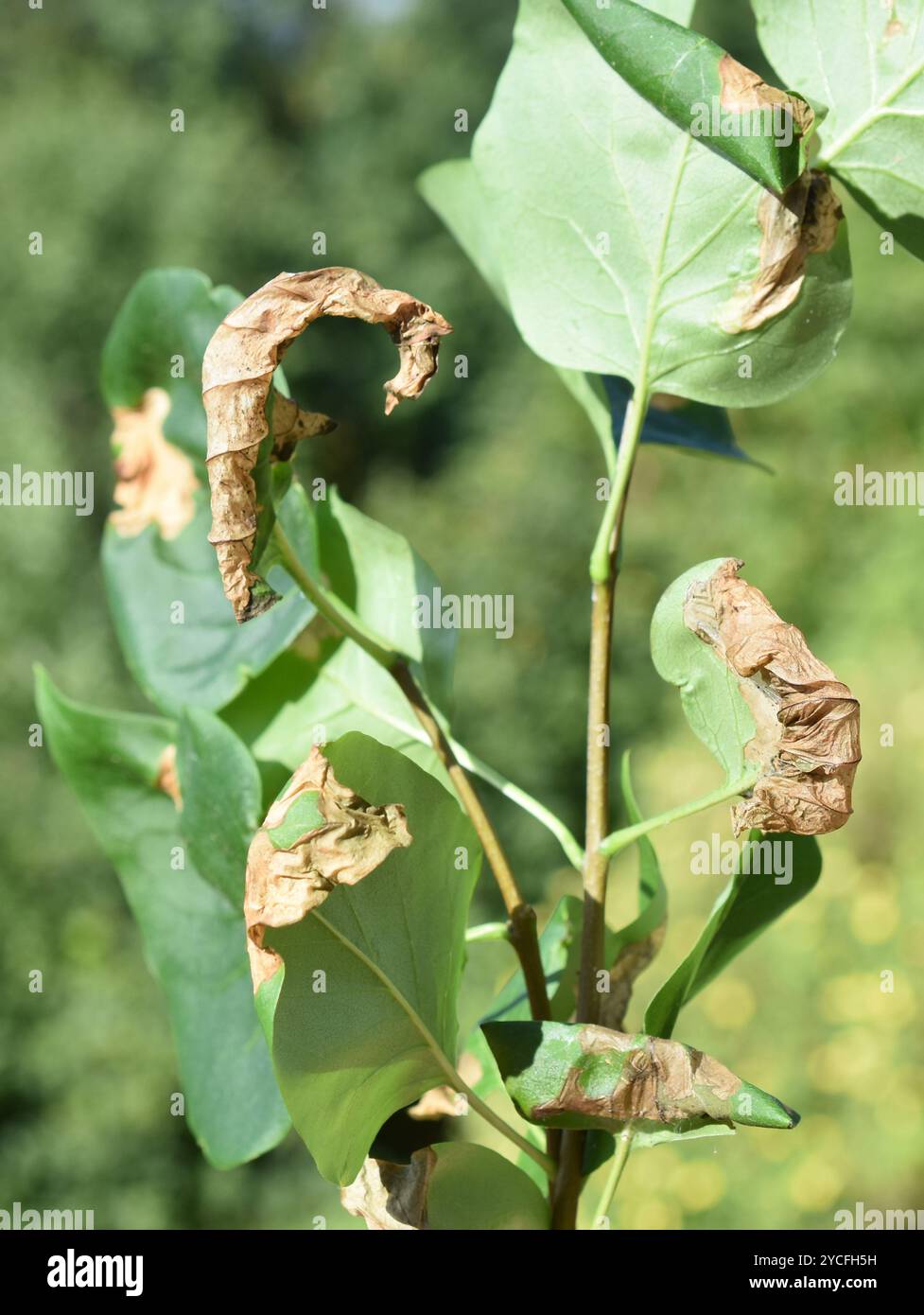 Lilac leaf damaged by the larvae of Gracillaria syringella moth Stock ...
