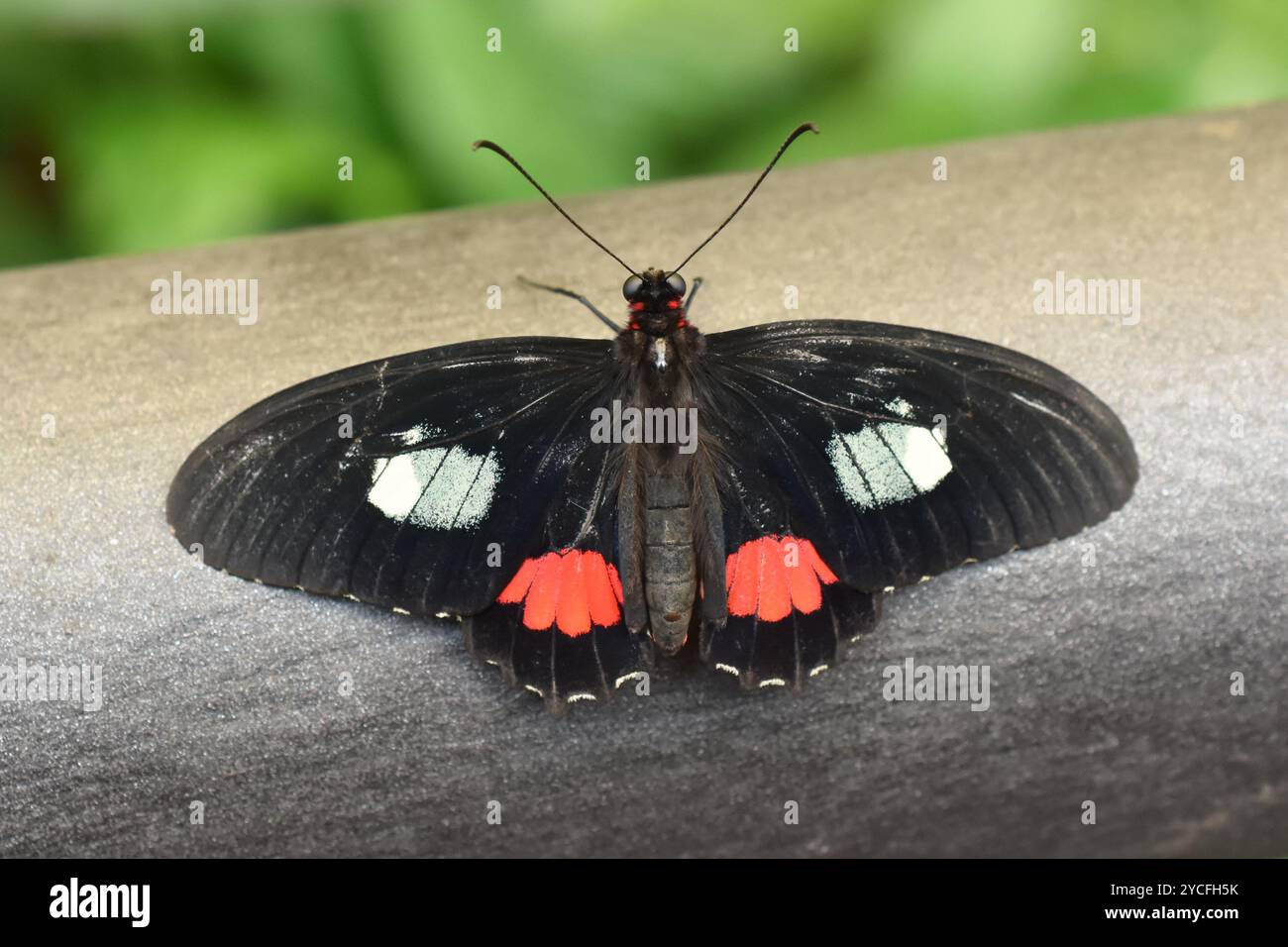 The black and red Arcas cattleheart butterfly Parides arcas sitting on ...
