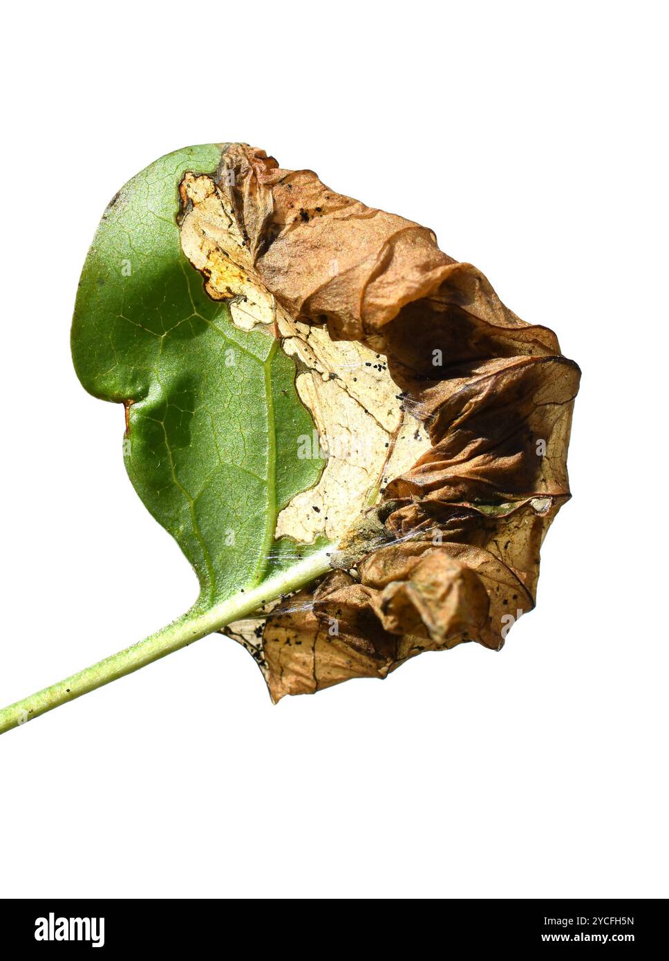 Lilac leaf damaged by the larvae of Gracillaria syringella moth Stock ...