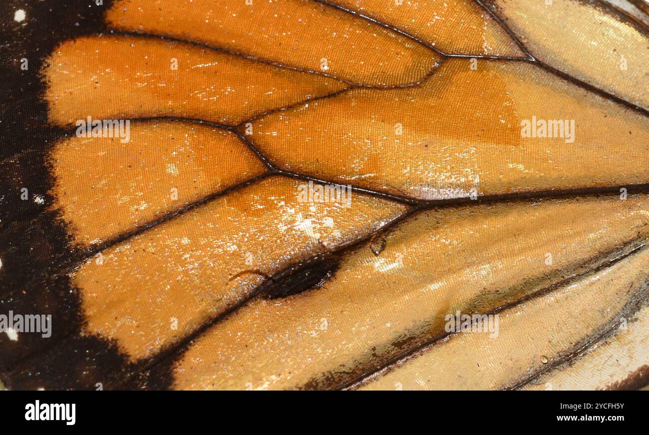 Monarch wing scales macro hi-res stock photography and images - Alamy