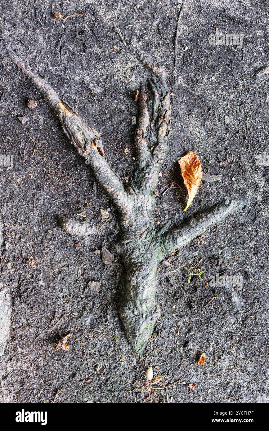 Claw shape hi-res stock photography and images - Alamy