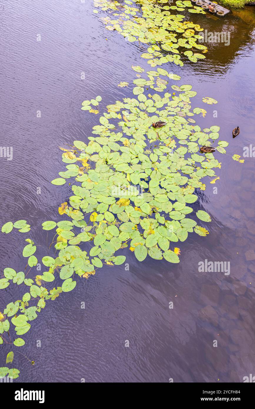 Water lily pads, ducks, water surface Stock Photo - Alamy