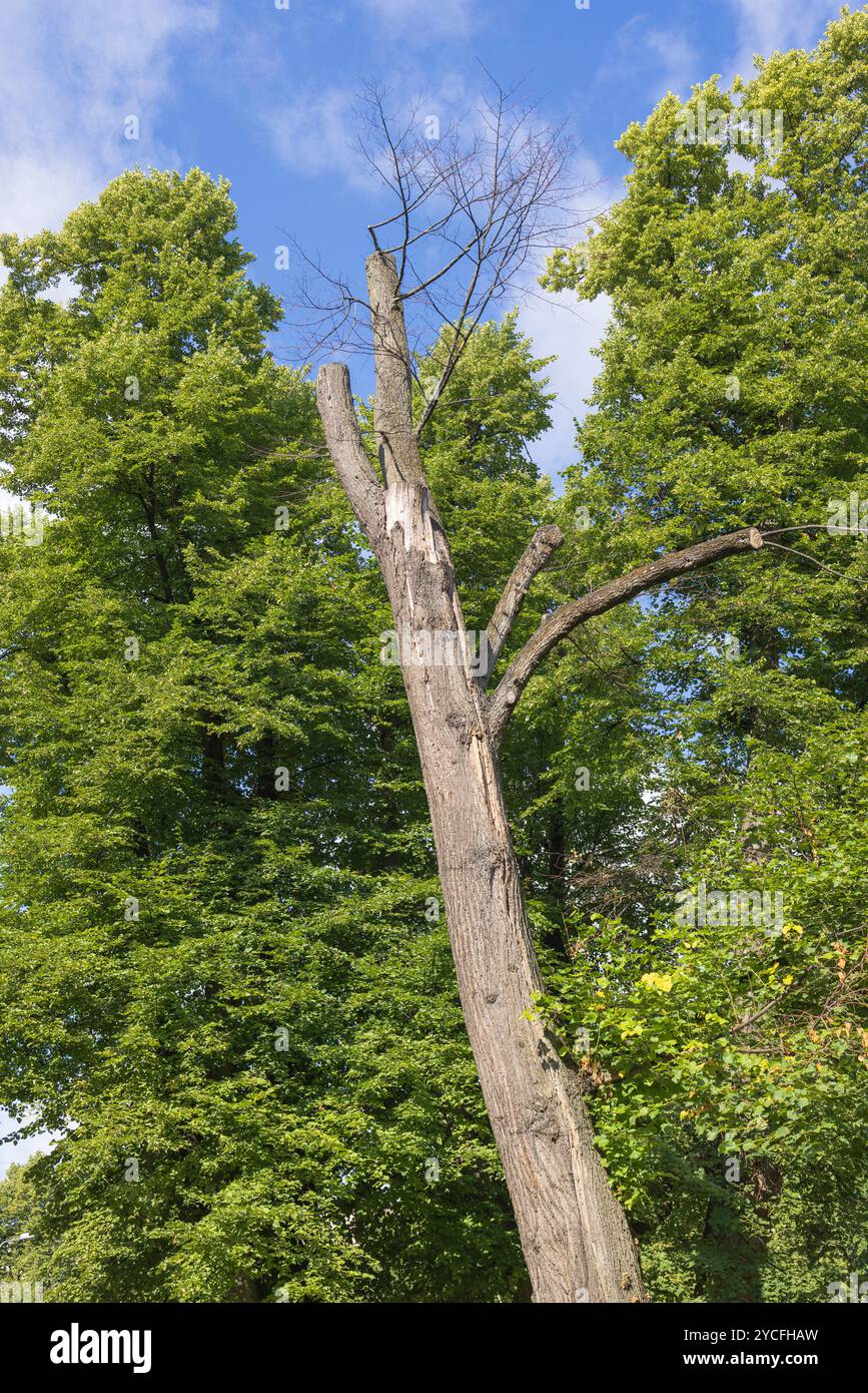 Tree contrast hi-res stock photography and images - Alamy