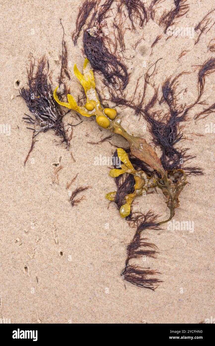 Seaweed, flotsam and jetsam, still life Stock Photo - Alamy
