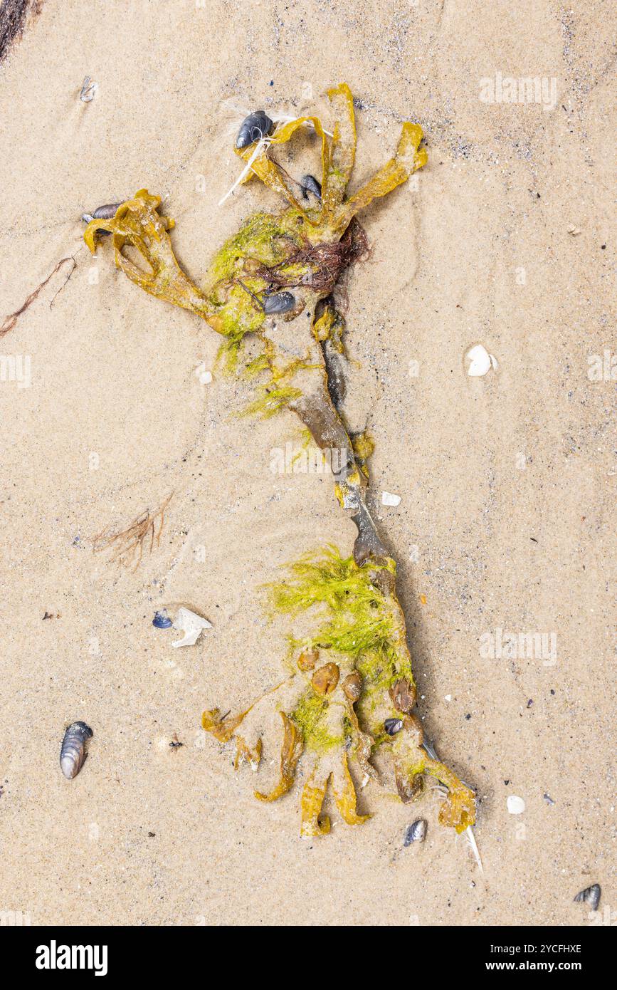 Seaweed, flotsam and jetsam, still life Stock Photo - Alamy