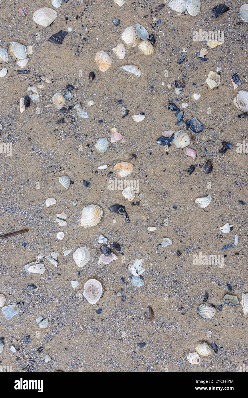 Beach still life, shells in the sand, wallpaper Stock Photo - Alamy