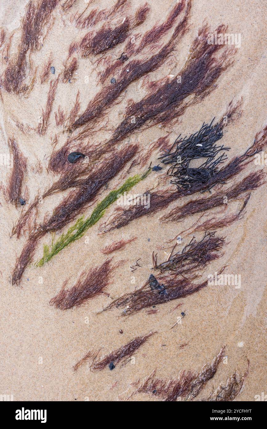 Seaweed, flotsam and jetsam, still life Stock Photo - Alamy