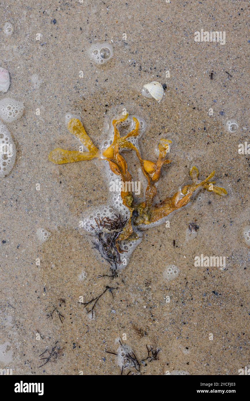 Bank of seaweed hi-res stock photography and images - Alamy