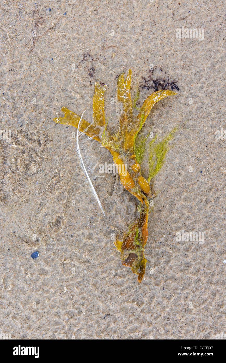Bank of seaweed hi-res stock photography and images - Alamy