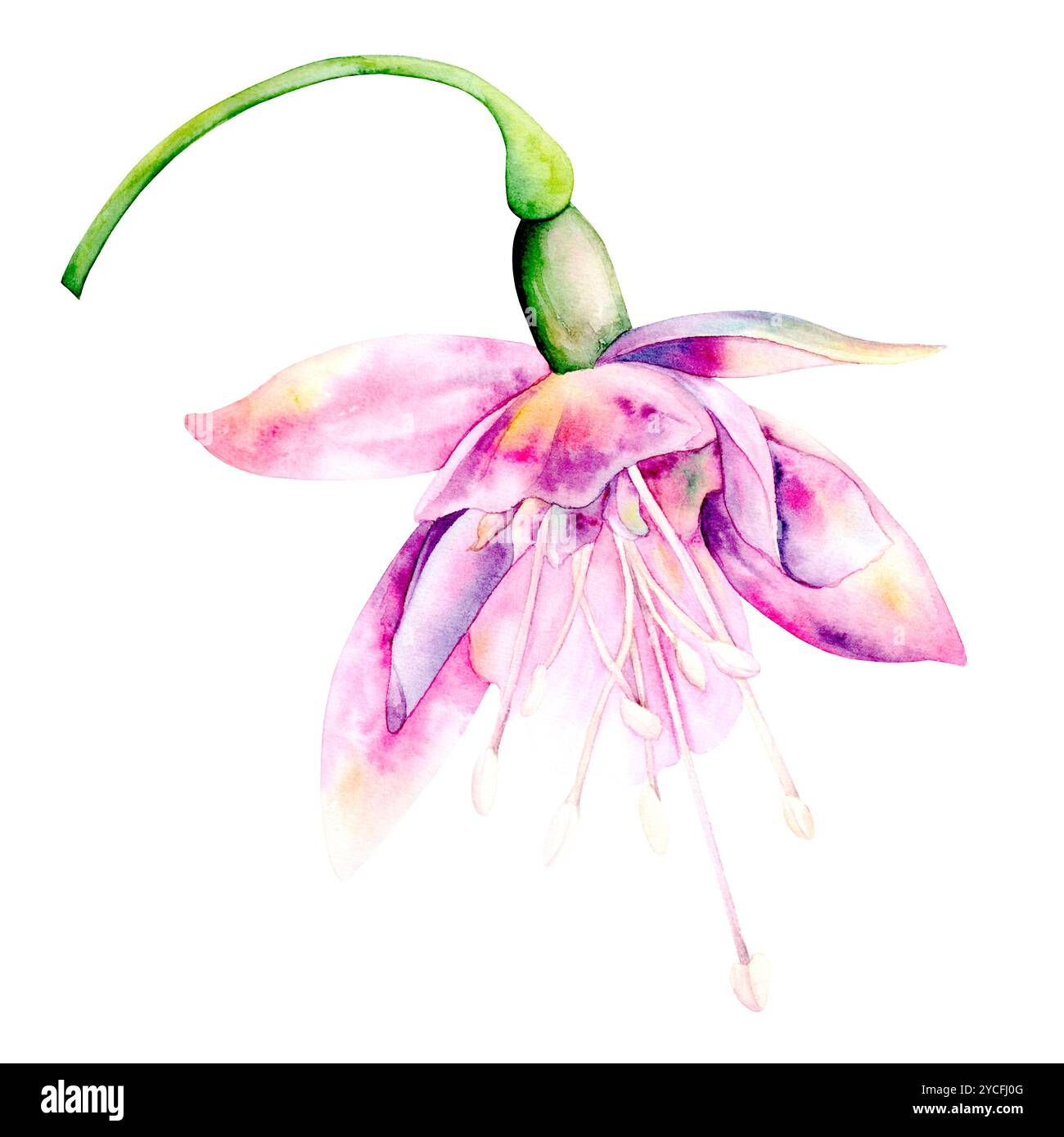 Fuchsia Flower. Bright watercolor illustration is hand drawn on a white ...