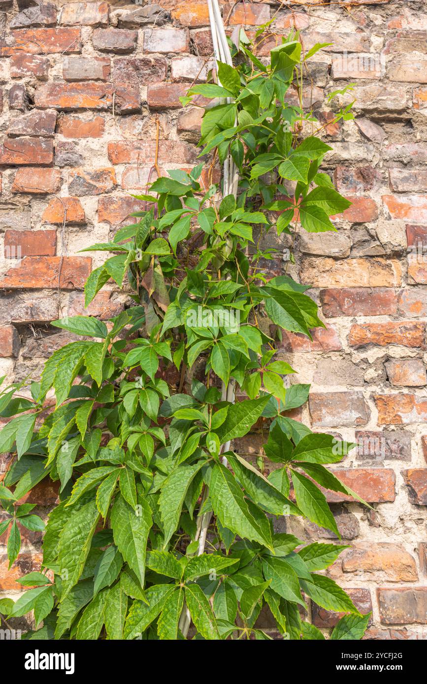 Old masonry overgrown plants hi-res stock photography and images - Alamy