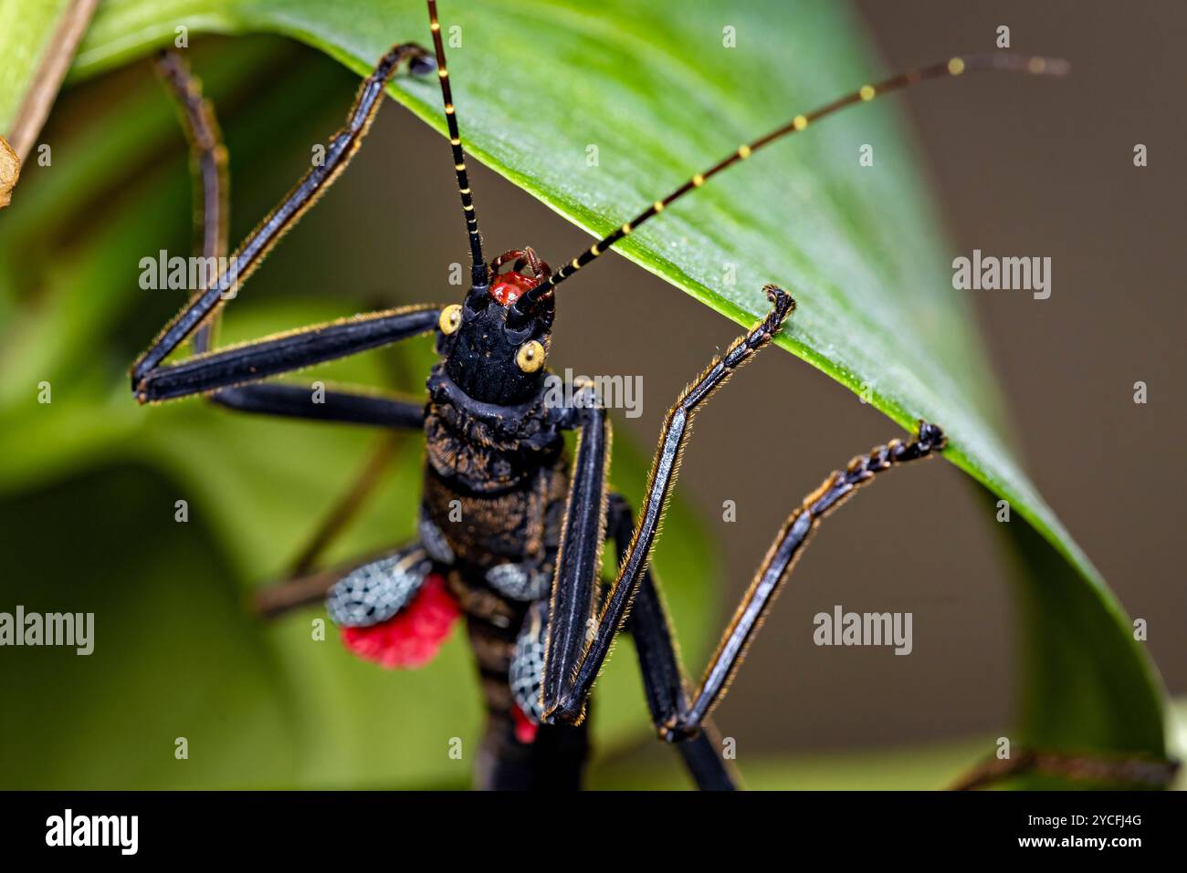 A black walking stick insect Stock Photo - Alamy