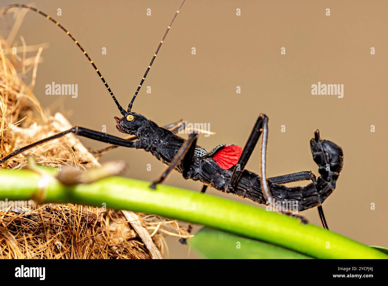 A black walking stick insect Stock Photo - Alamy
