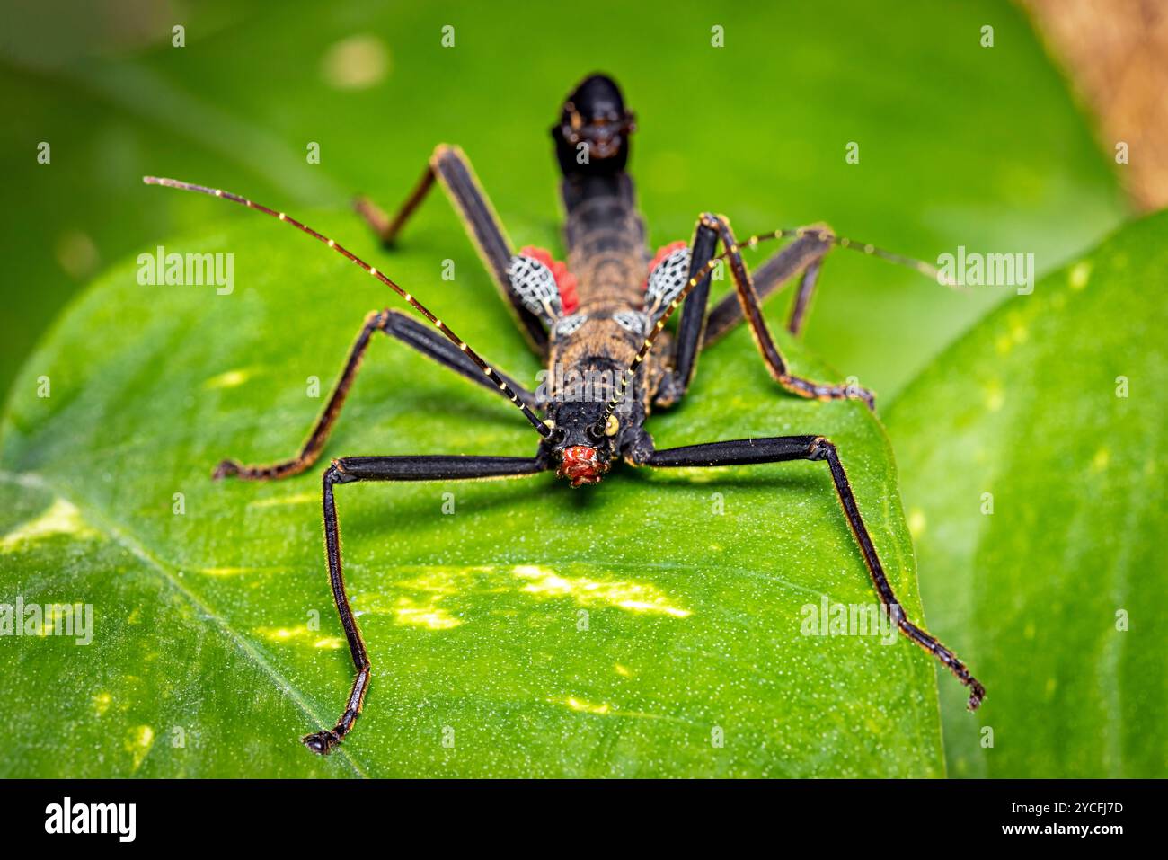 A black walking stick insect Stock Photo - Alamy