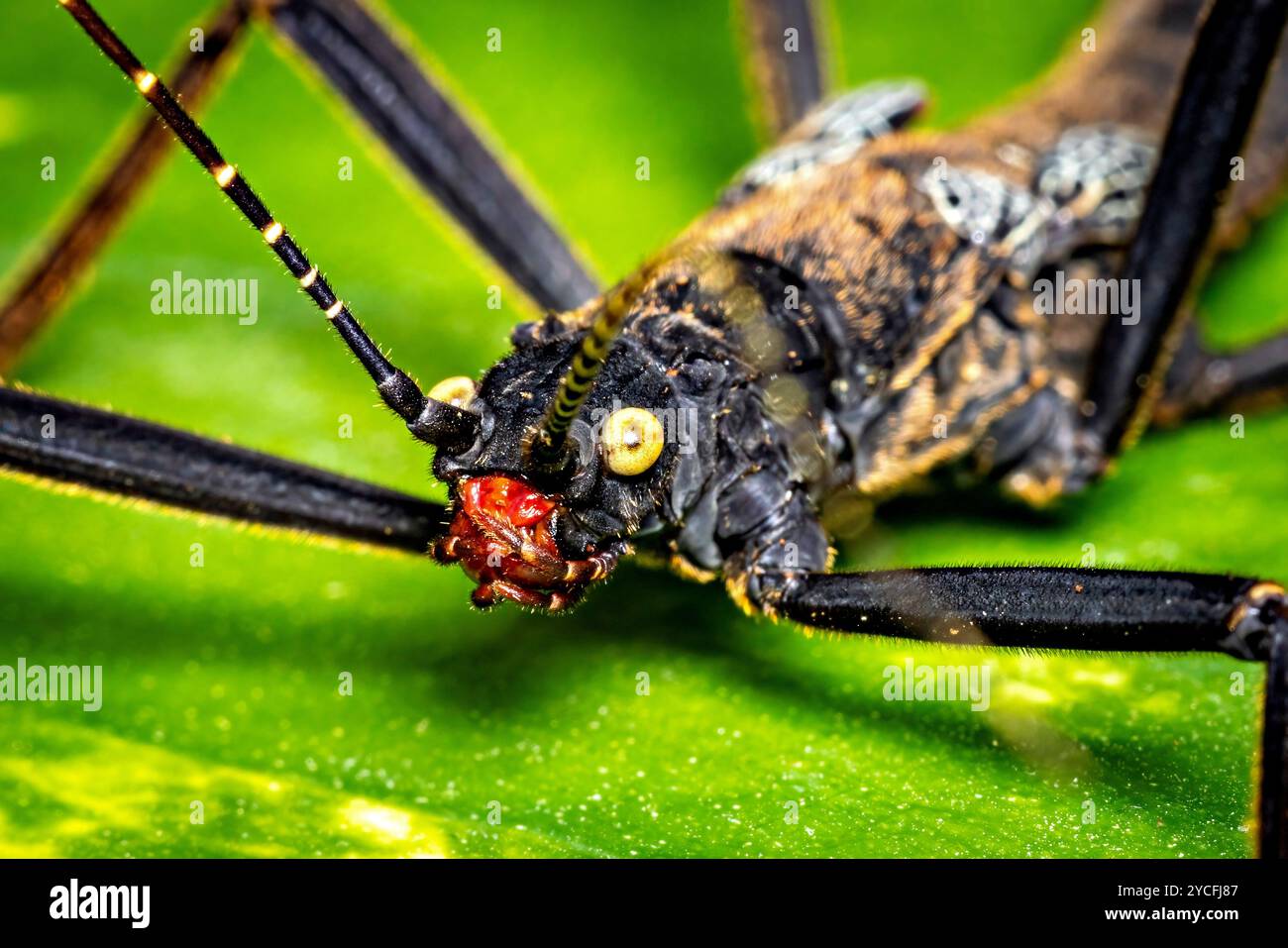 A black walking stick insect Stock Photo - Alamy