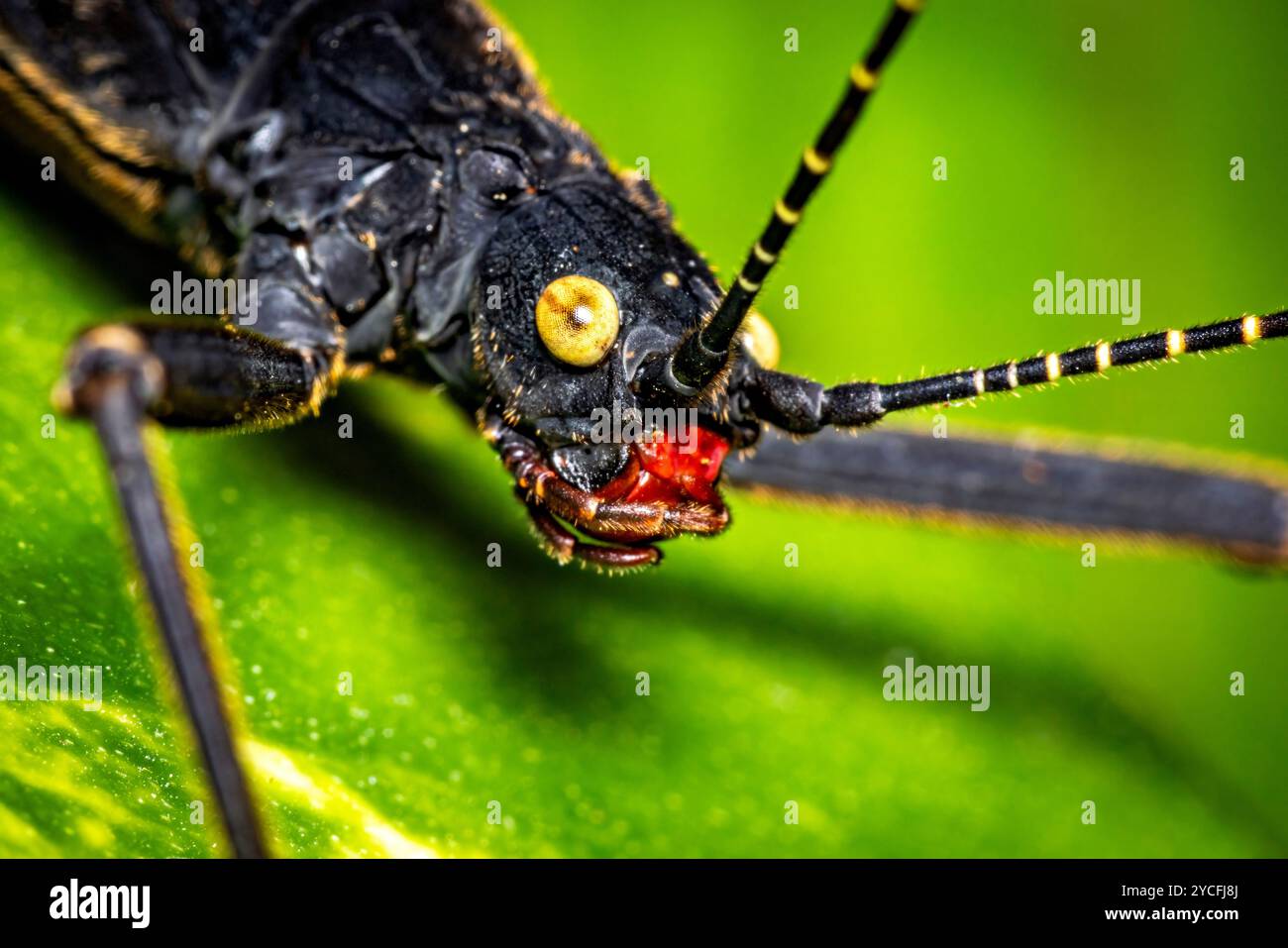 A black walking stick insect Stock Photo - Alamy