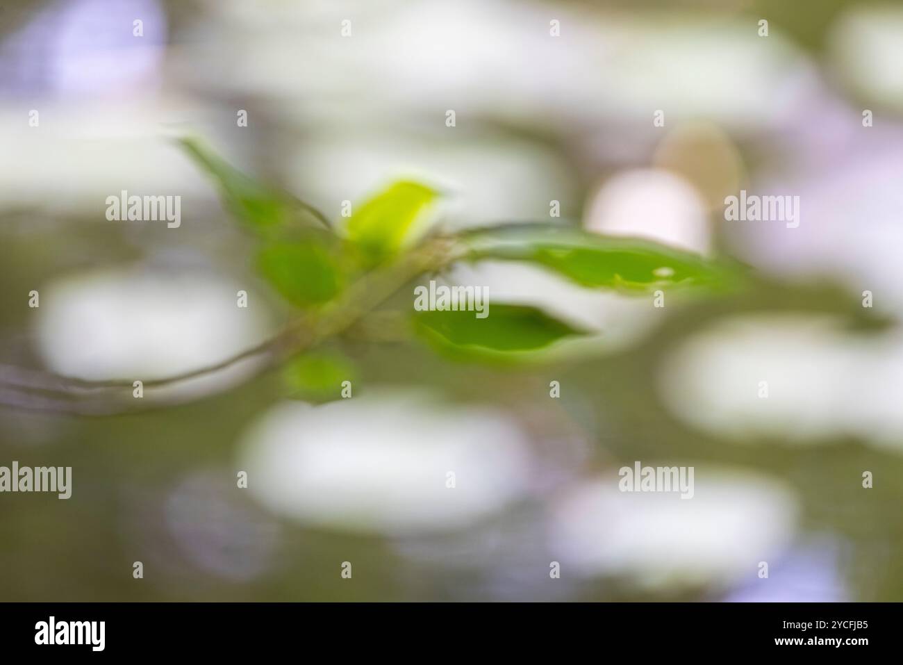 Leaves, blurred, close-up, detail Stock Photo - Alamy