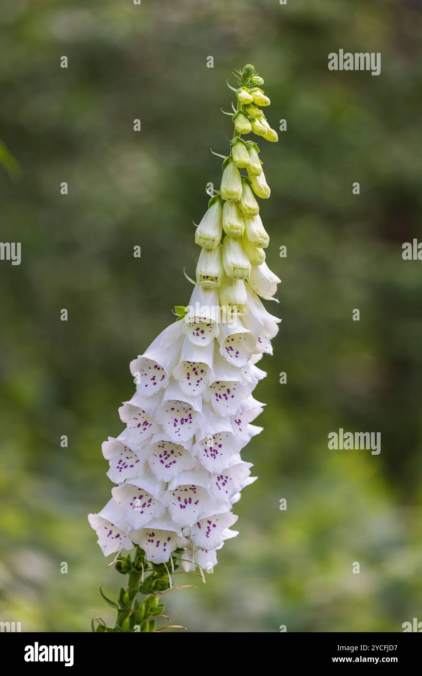 Flowering, wild growing white foxglove in the forest, Digitalis ...