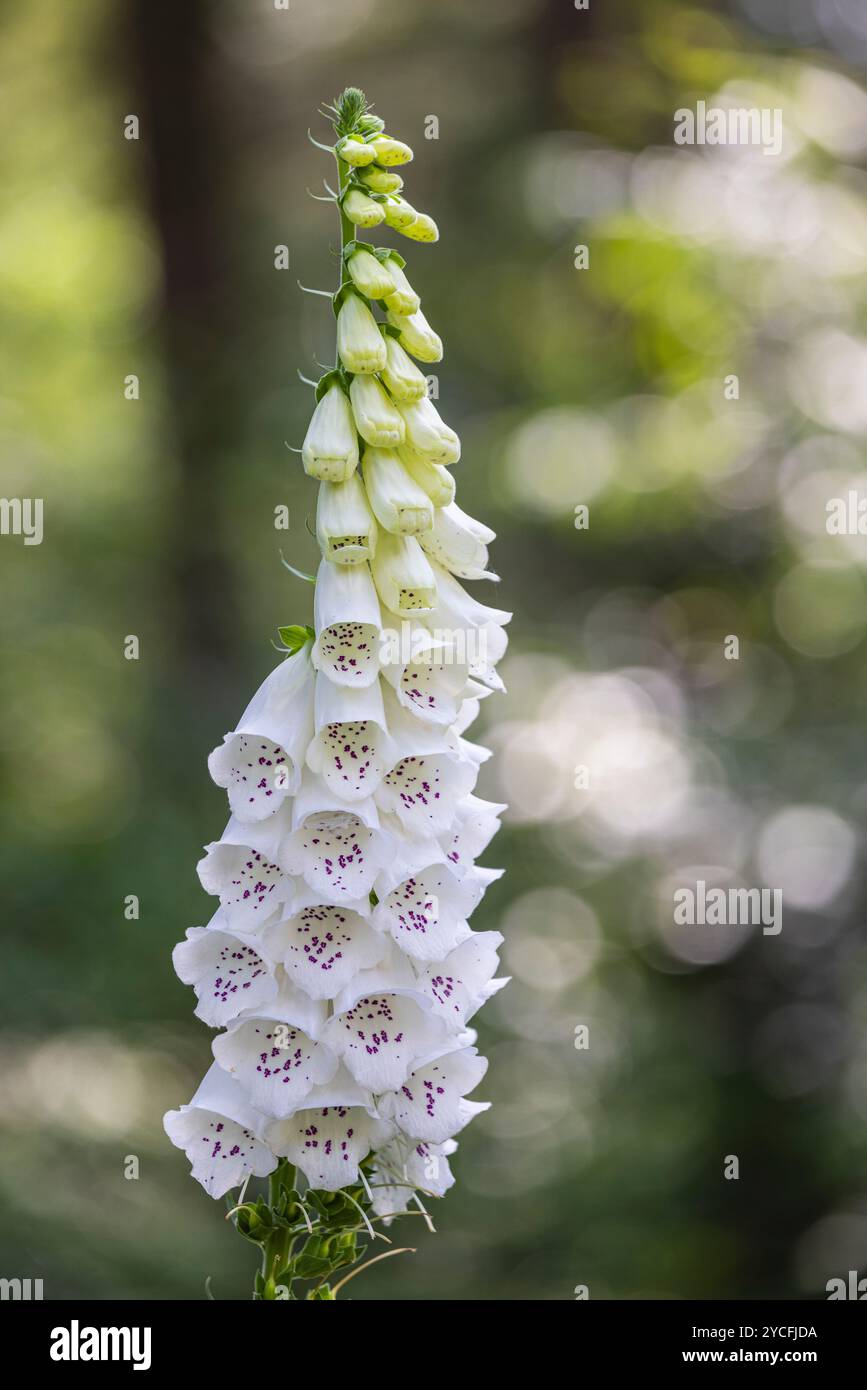 Flowering, wild growing white foxglove in the forest, Digitalis purpurea 'Alba' Stock Photo - Alamy