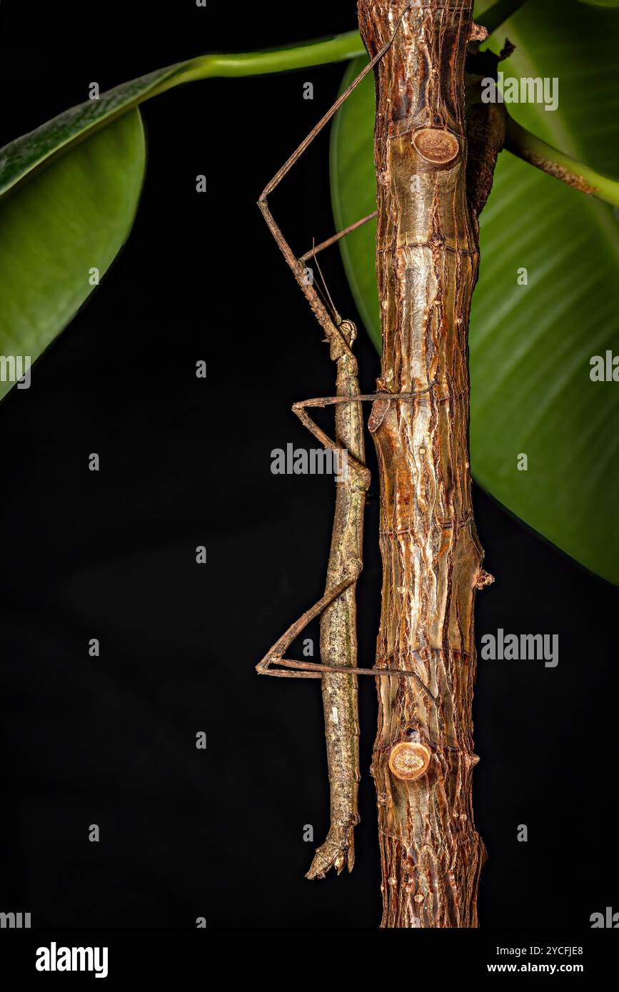 A brown walking stick insect Stock Photo - Alamy