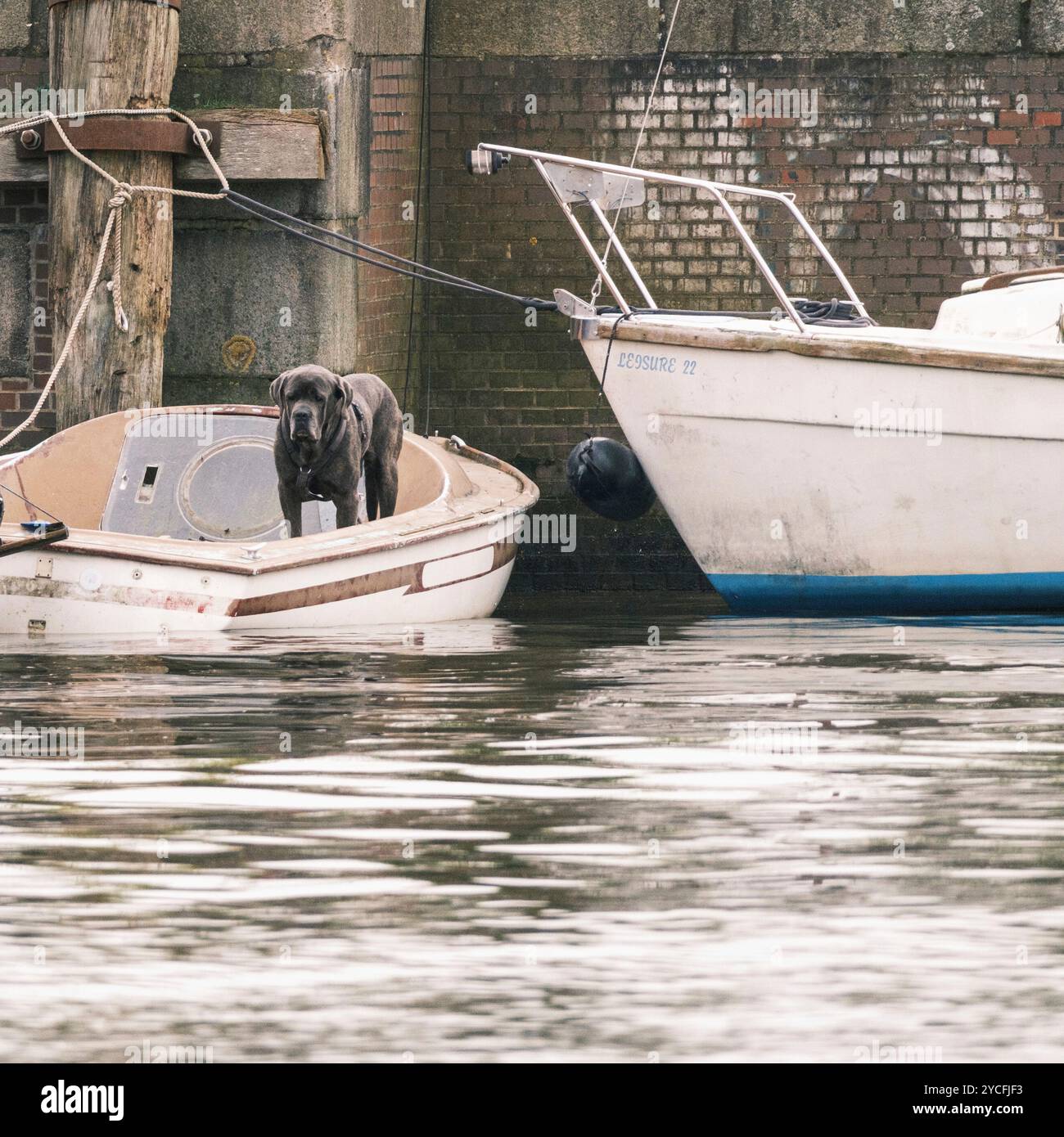 Dog on bow of boat hi-res stock photography and images - Alamy