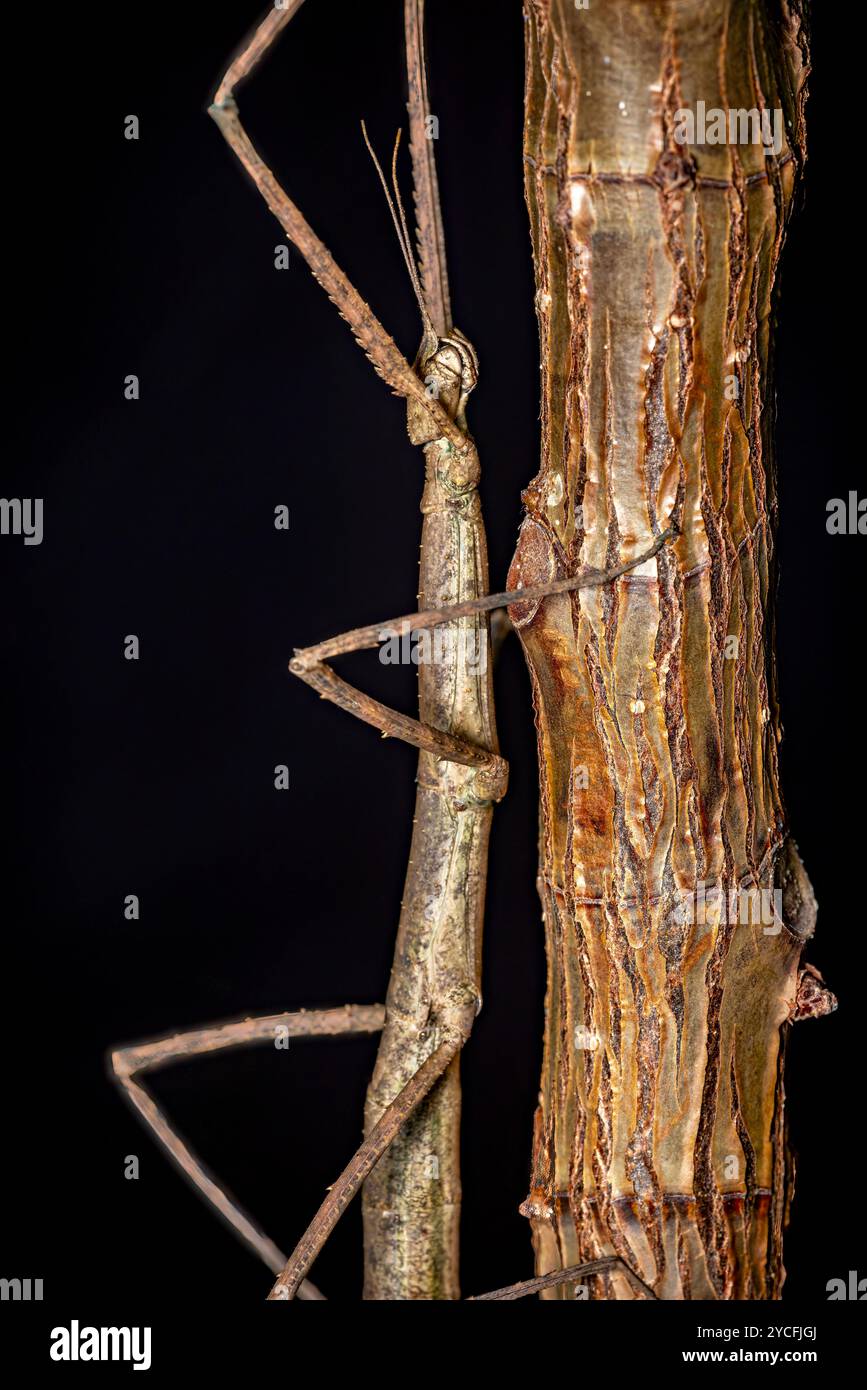 A brown walking stick insect Stock Photo - Alamy