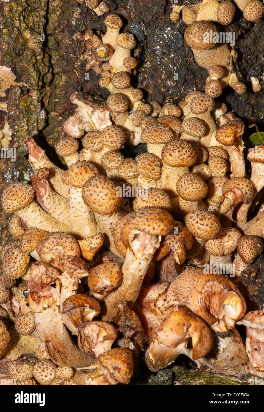 Shaggy Scalycap grows in spectacular clusters at the base of deciduous ...