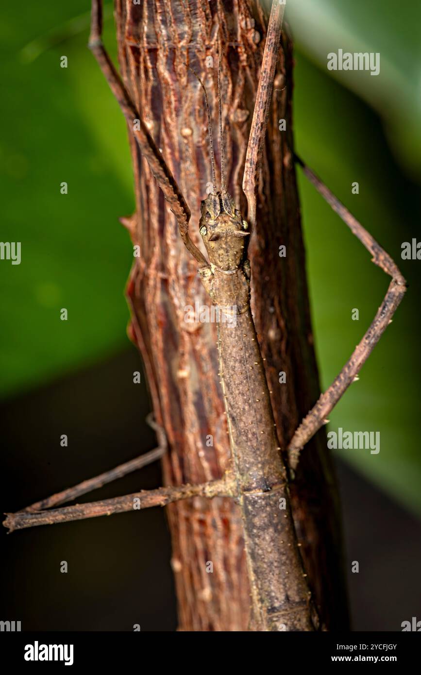 A brown walking stick insect Stock Photo - Alamy